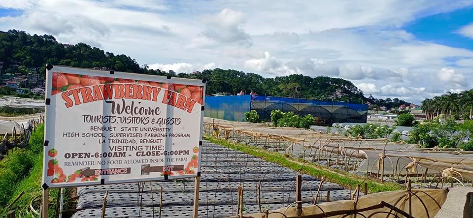 Short and Sweet! Baguio’s famous strawberry shortcakes now available ...
