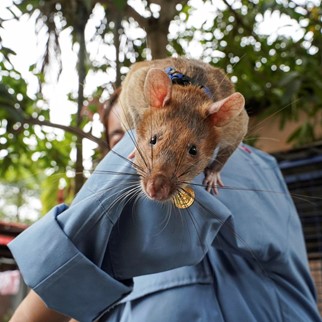 Magawa's Journey: Cambodia's Landmine-Sniffing "Hero" Rat in Retirement